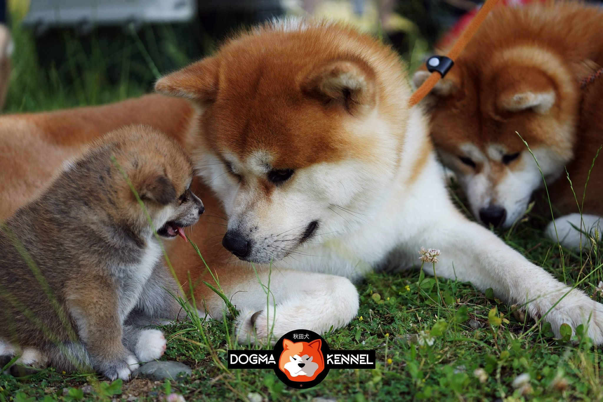 Shiba Akita - Japan Matsuri - Festival Giapponese Bellinzona